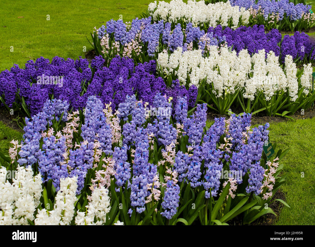 Beautiful spring flowers hyacinths hi-res stock photography and images ...