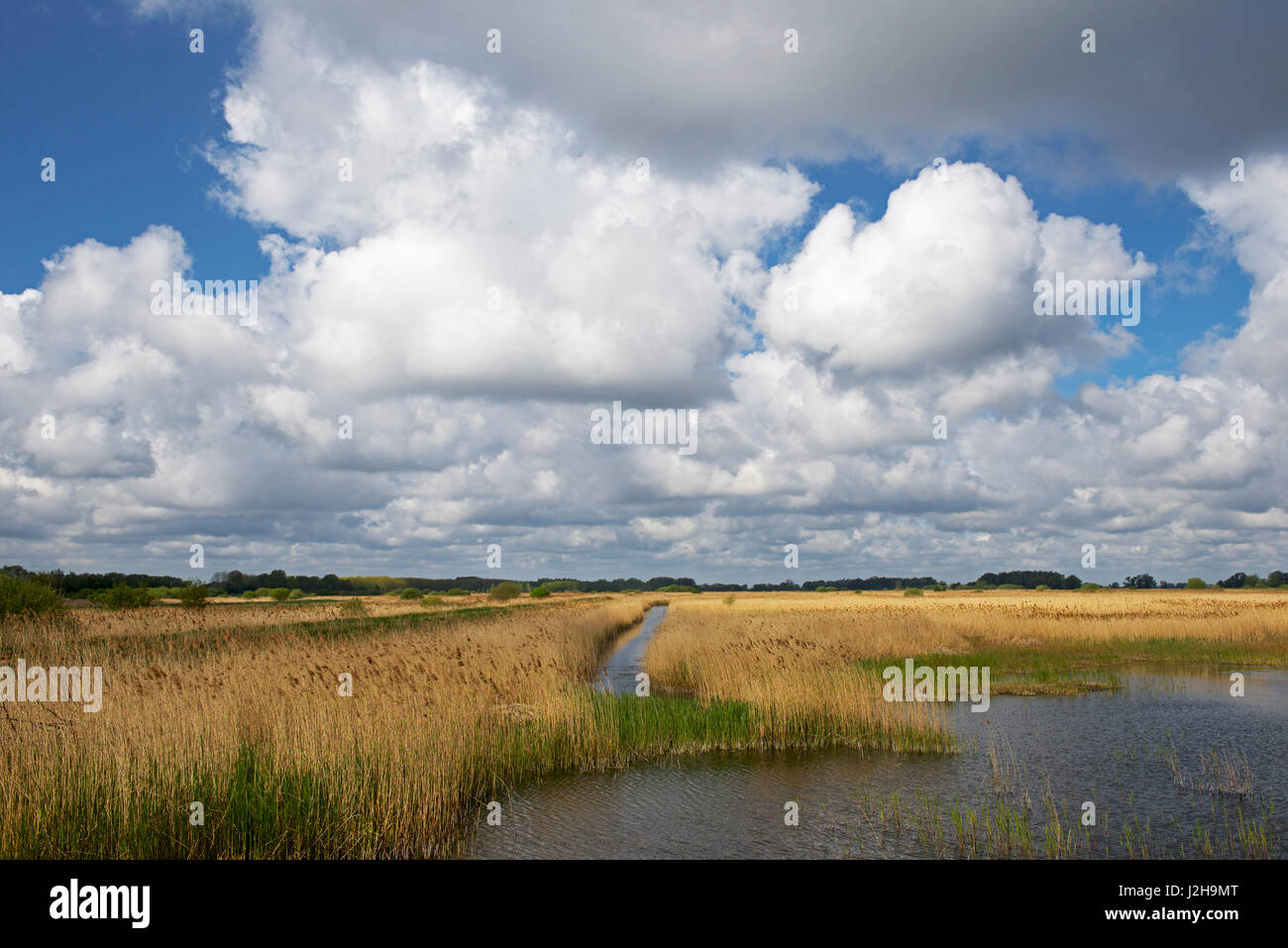 Lakenheath Fen, an RSPB nature reserve, Suffolk, England UK Stock Photo ...