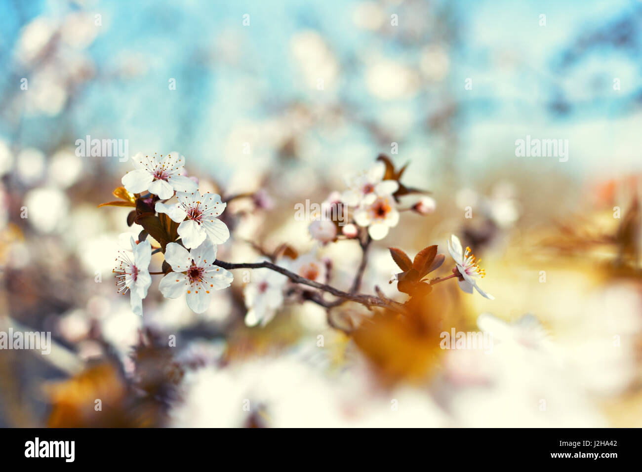 Pink spring flowers Stock Photo - Alamy