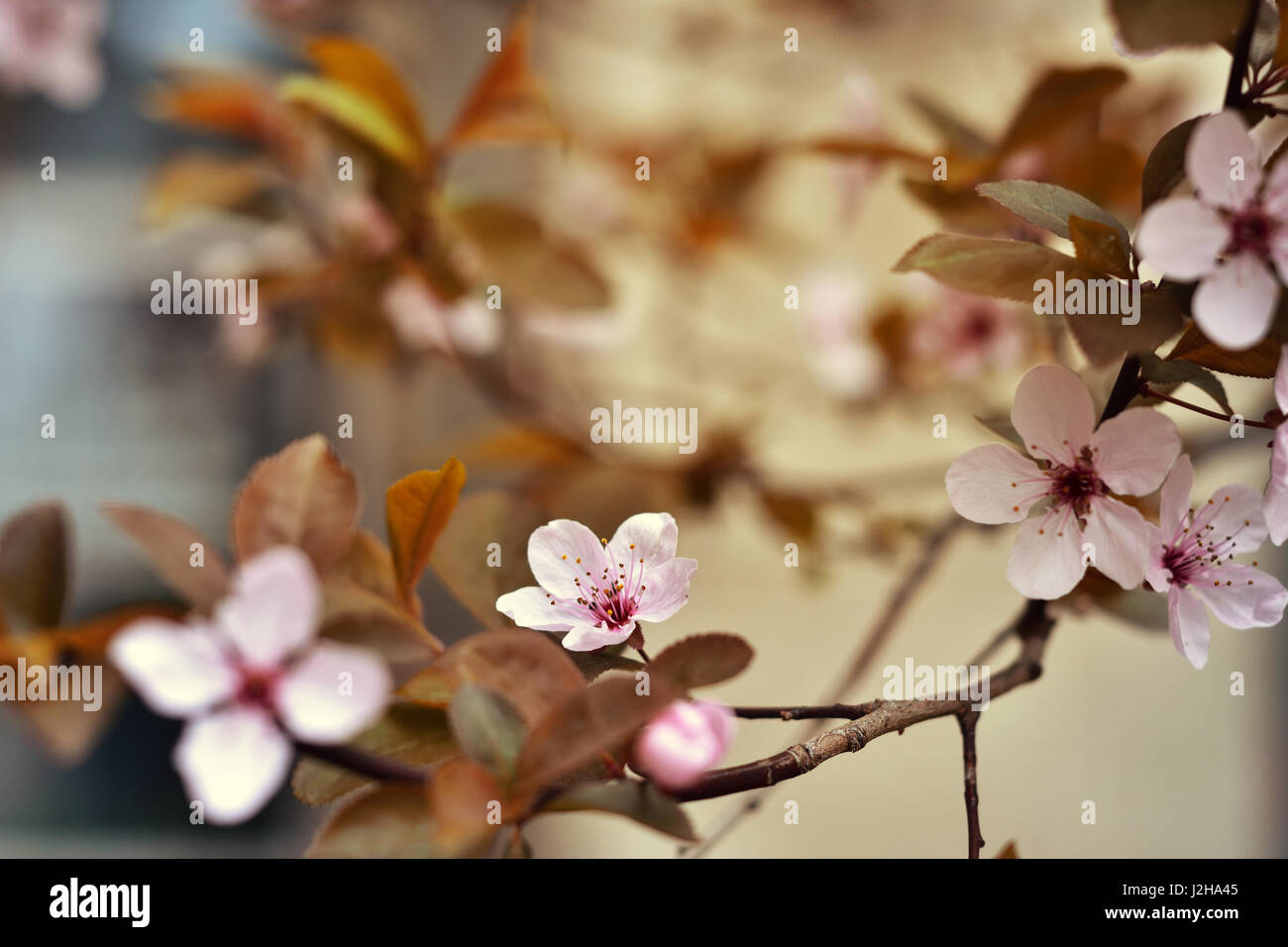 Pink spring flowers Stock Photo - Alamy