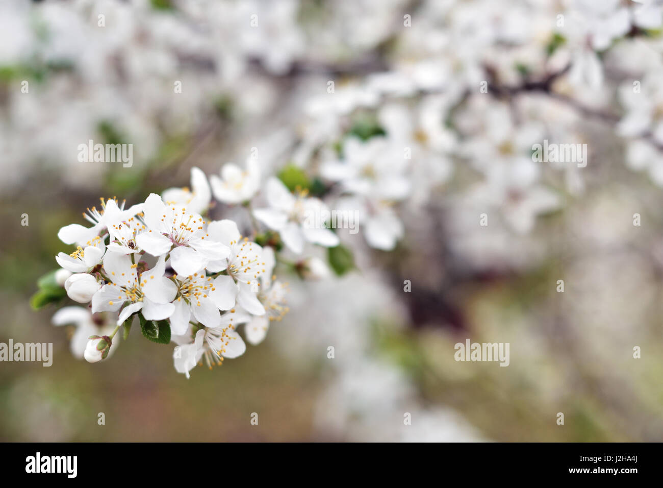 White spring flowers Stock Photo - Alamy