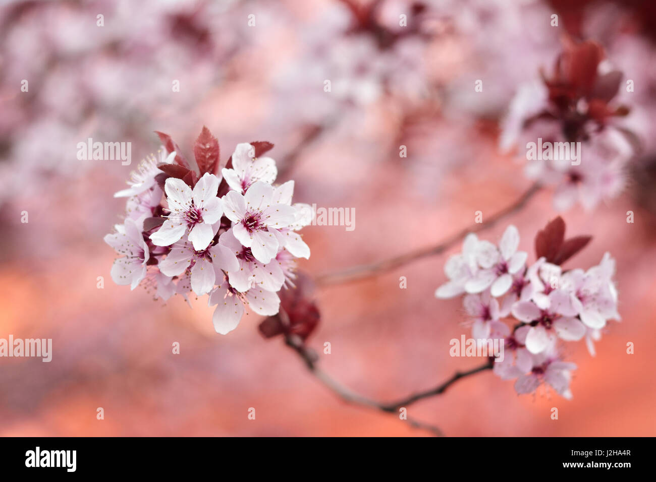 Pink spring flowers Stock Photo - Alamy