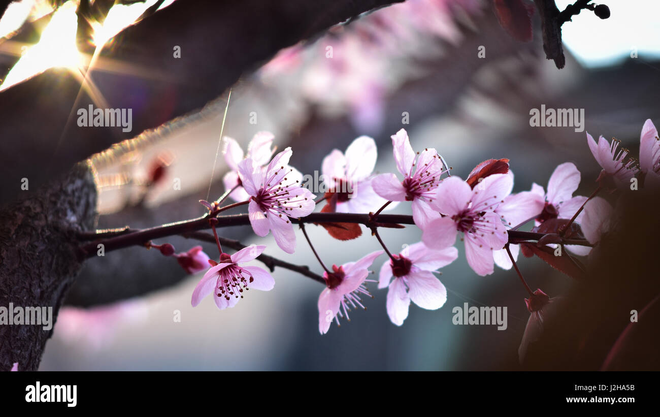 Pink spring flowers Stock Photo - Alamy
