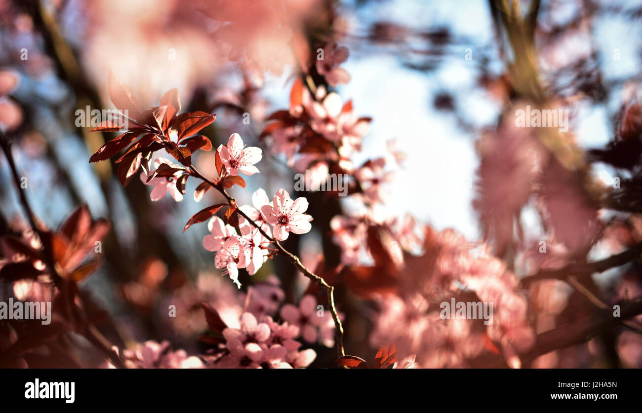 Pink spring flowers Stock Photo - Alamy
