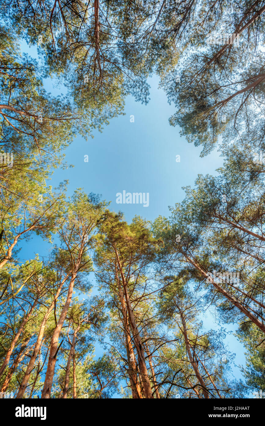 Coniferous Forest Vegetation