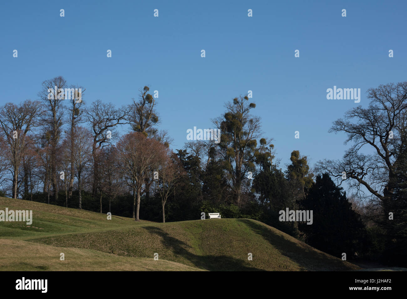 Mistletoe in Sweet Chestnut, Claremont, Surrey, UK Stock Photo - Alamy
