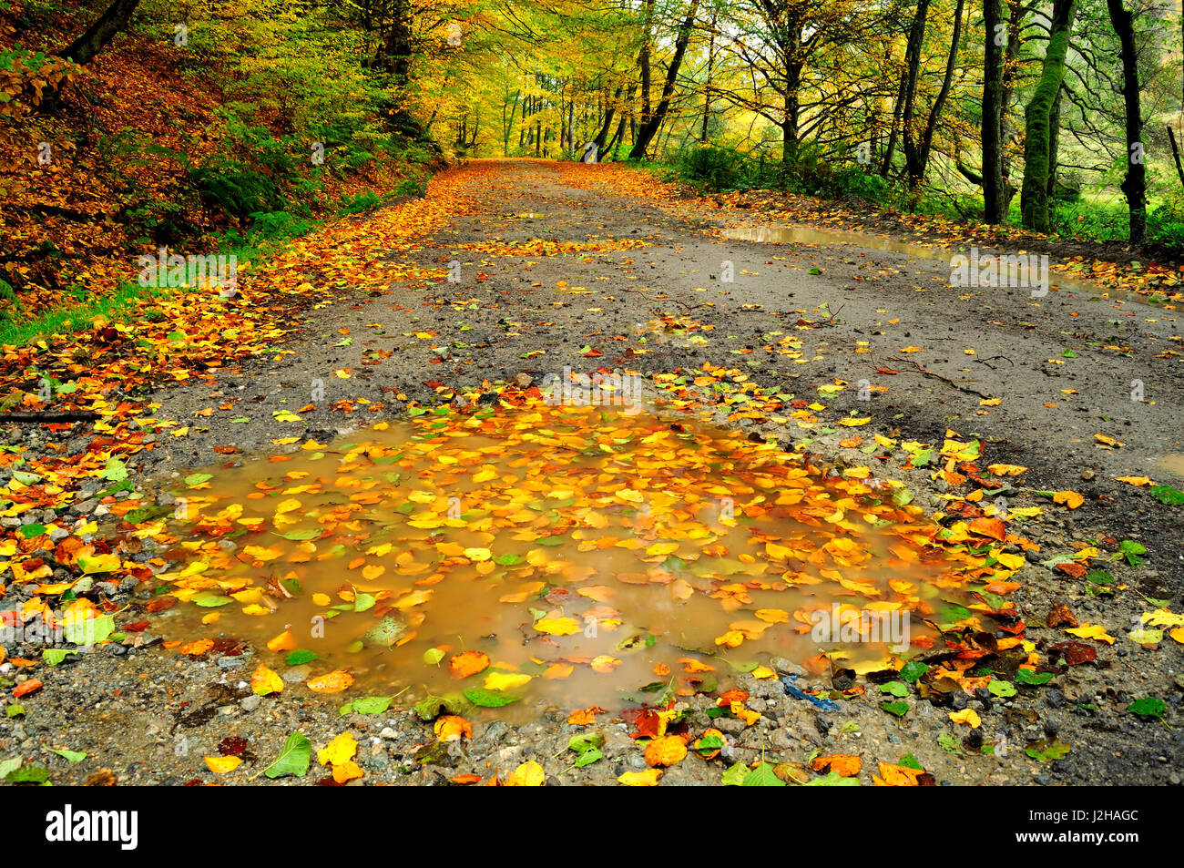 Natural pool filled with leaves in early Autumn Stock Photo - Alamy