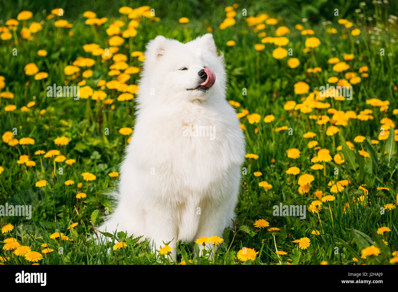 Funny Young Happy Smiling White Samoyed Dog Or Bjelkier, Smiley, Sammy ...