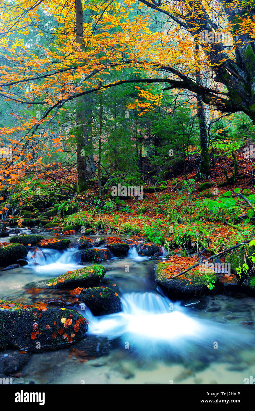 Autumn river with yellow tree leaning over Stock Photo - Alamy