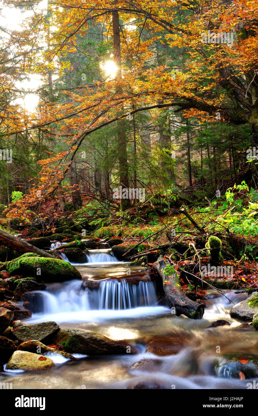 Autumn river with cascade and yellow tree leaning over Stock Photo - Alamy