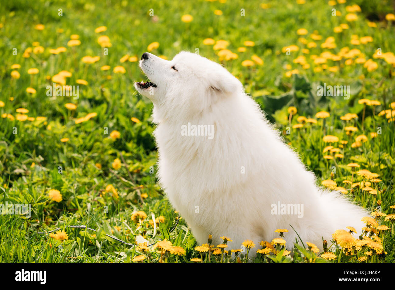 Funny Young Happy Smiling White Samoyed Dog Or Bjelkier, Smiley, Sammy ...