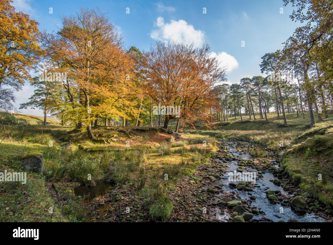 Wyre forest hi-res stock photography and images - Alamy