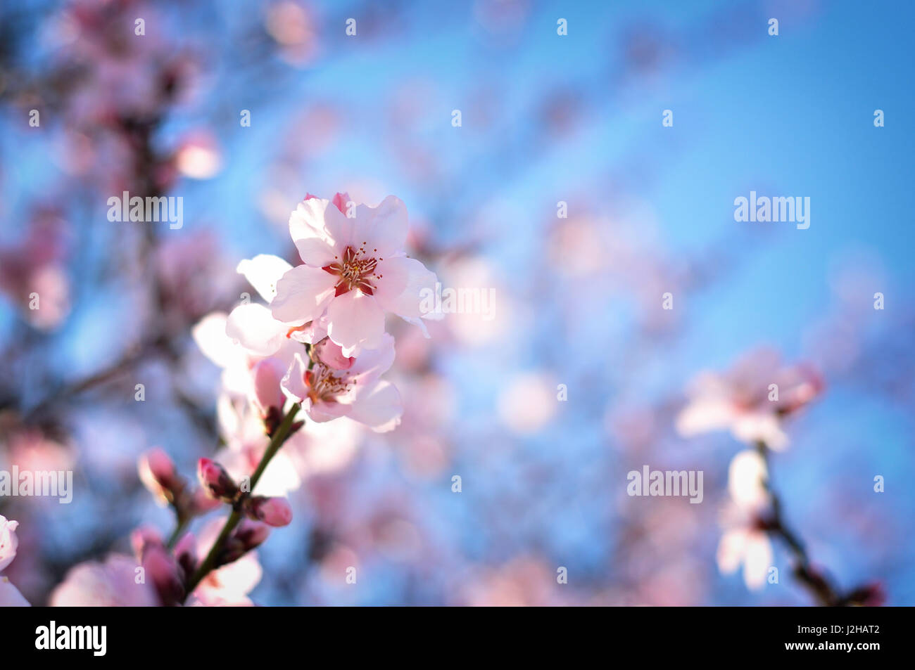 Pink spring flowers Stock Photo - Alamy