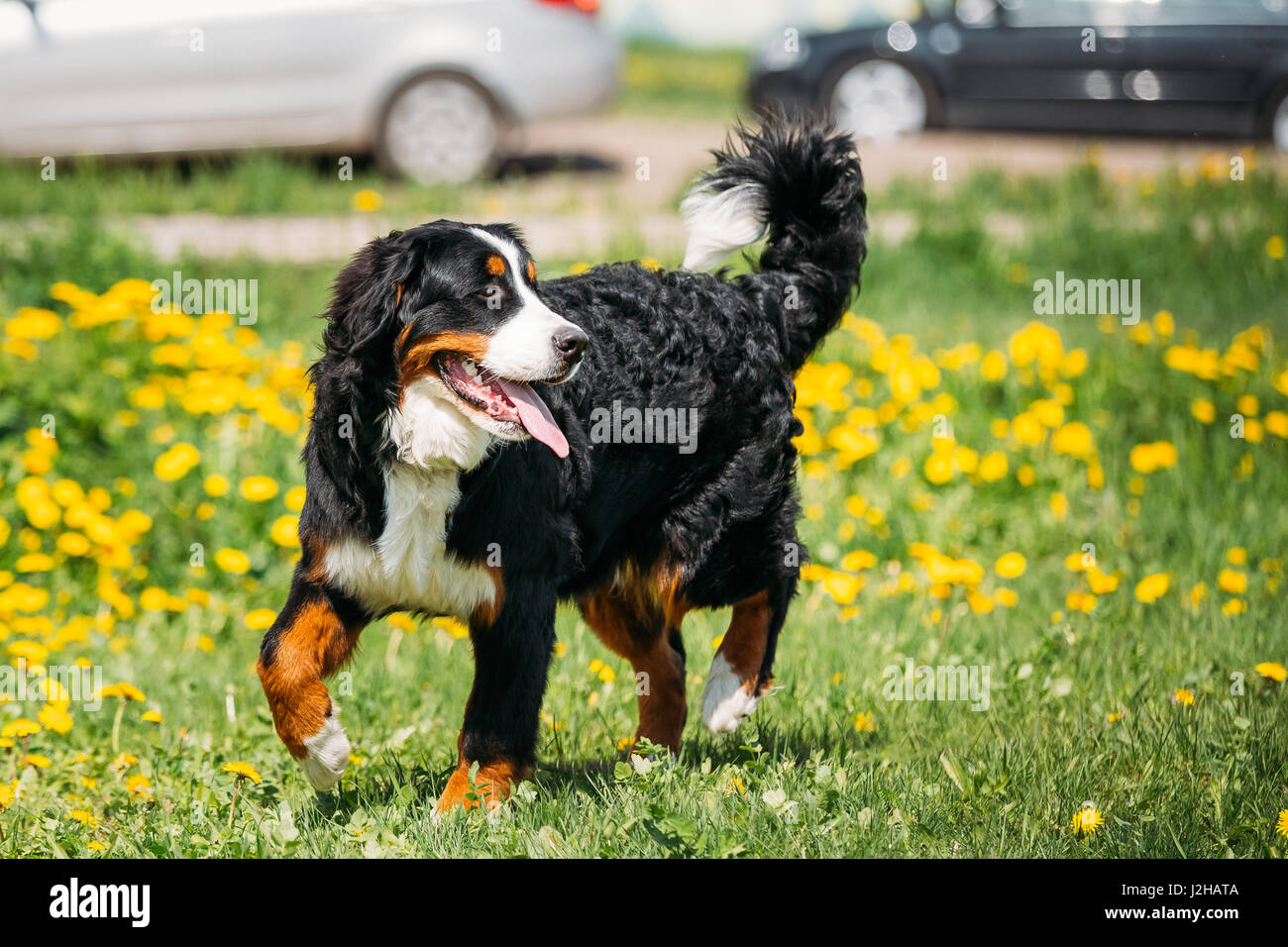 Farm Dog Bernese Mountain Dog Berner Sennenhund Play Outdoor In Green ...
