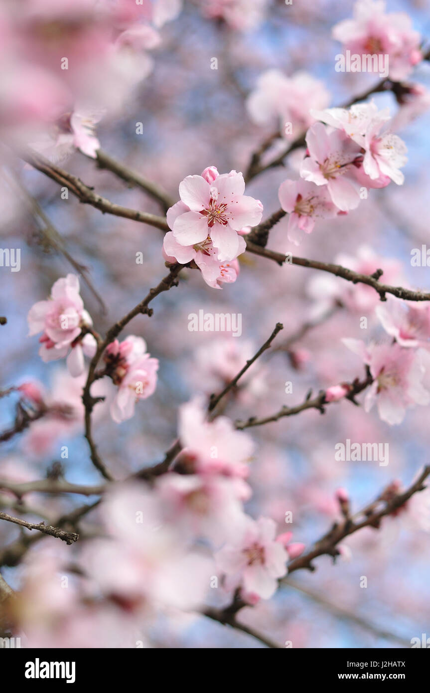 Pink spring flowers Stock Photo - Alamy
