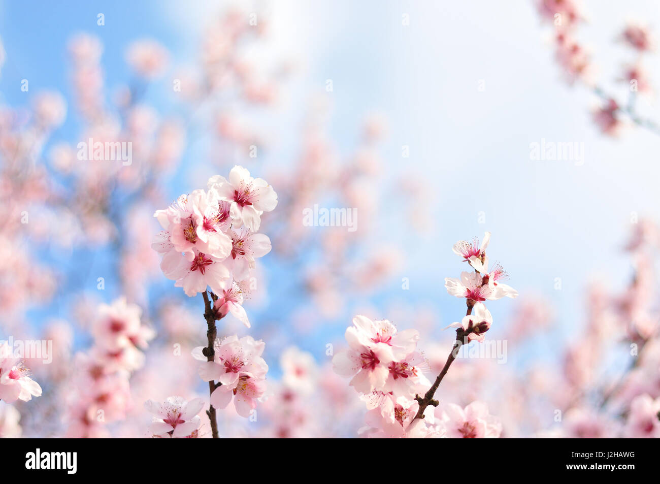 Pink spring flowers Stock Photo - Alamy