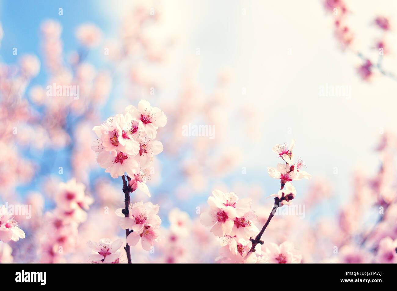 Pink spring flowers Stock Photo - Alamy