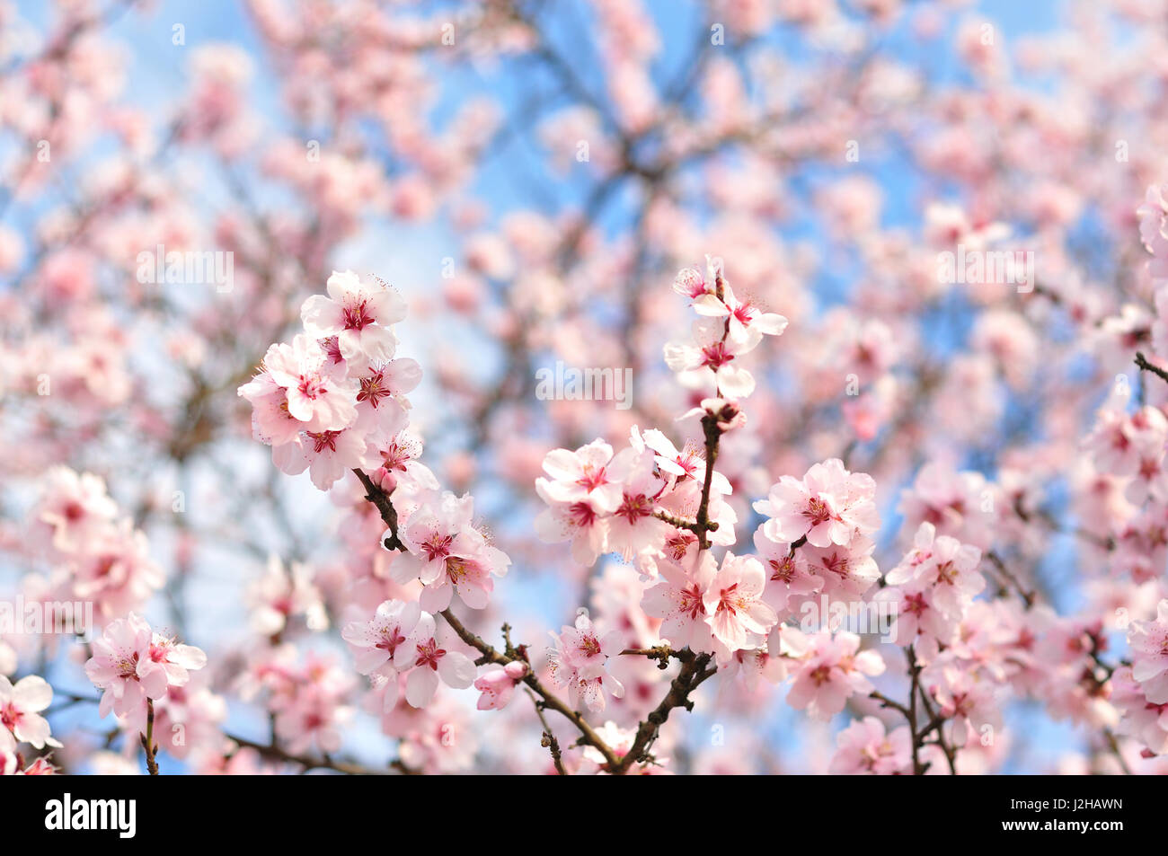 Pink spring flowers Stock Photo - Alamy