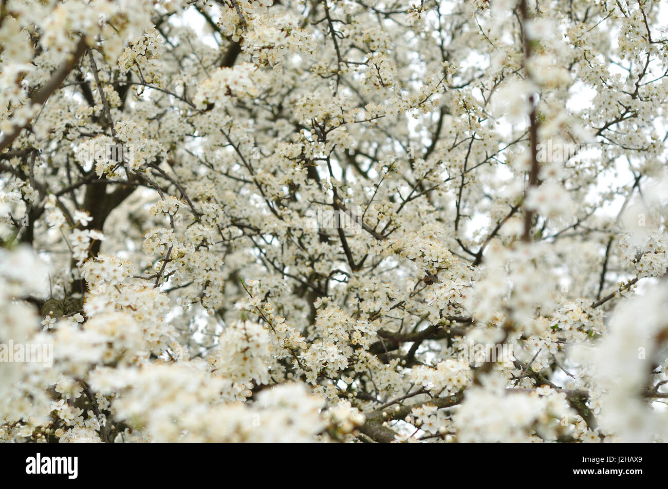 White spring flowers Stock Photo - Alamy