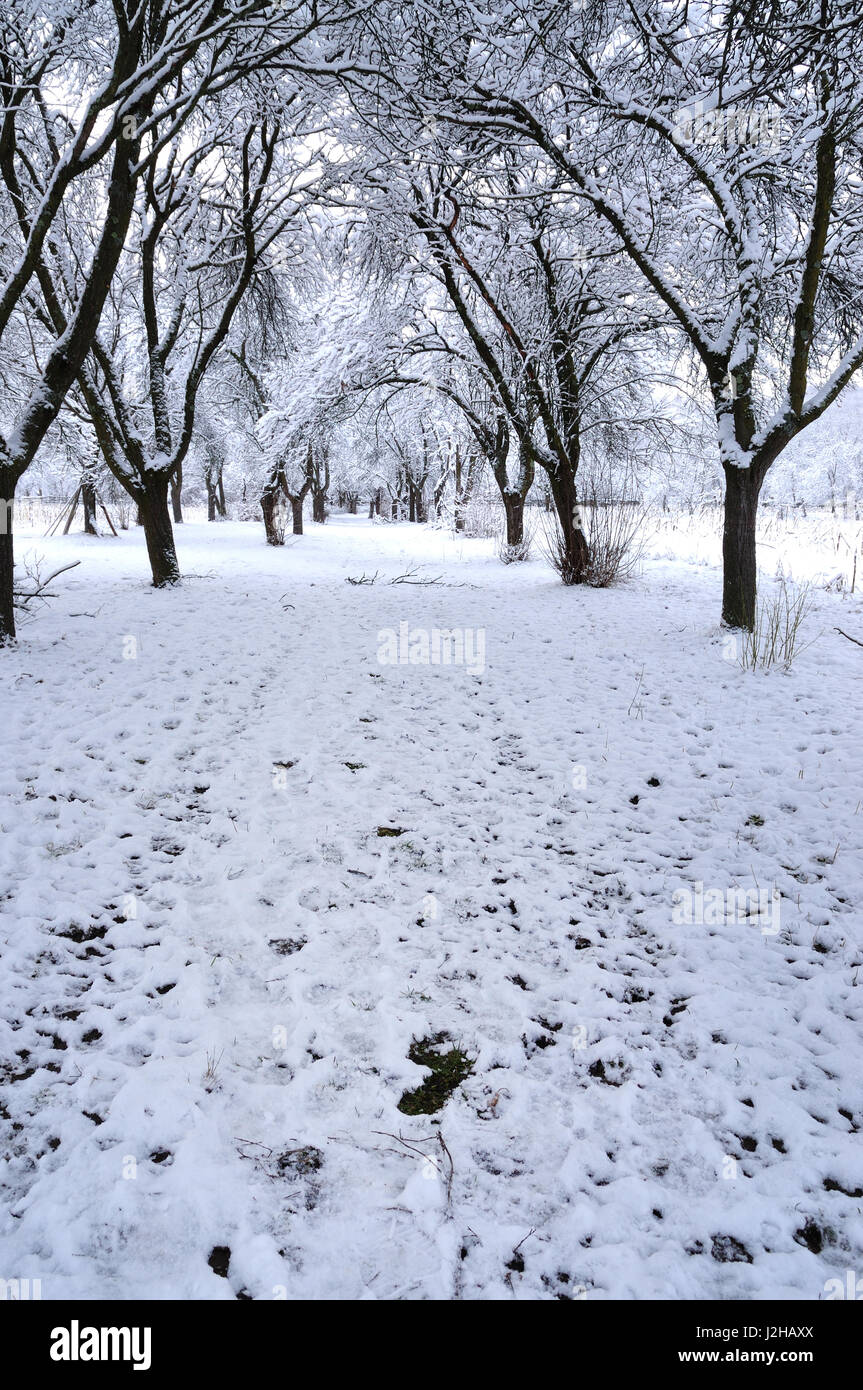 Winter path with frozen trees Stock Photo - Alamy