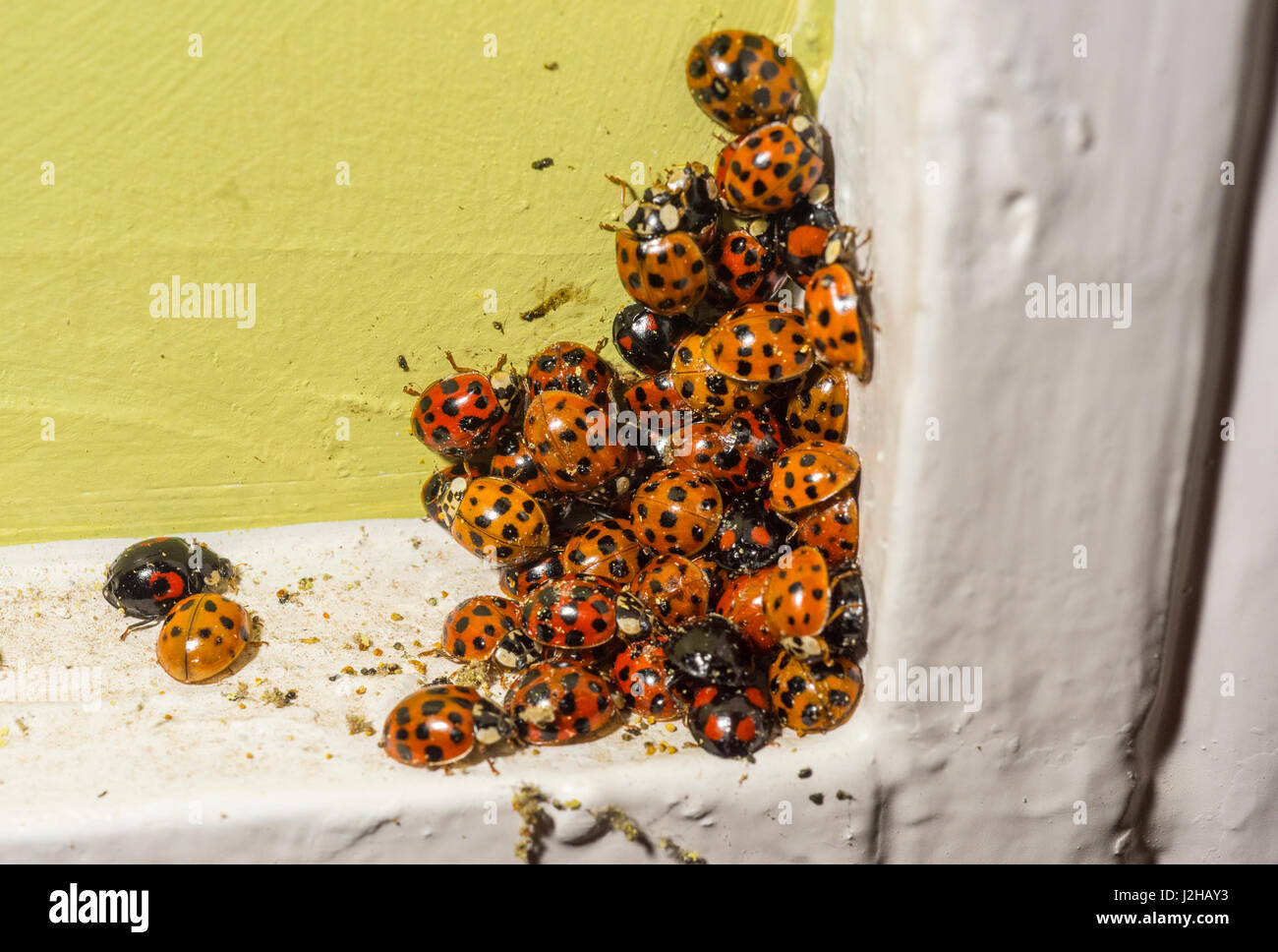 Harmonia axyridis house hi-res stock photography and images - Alamy