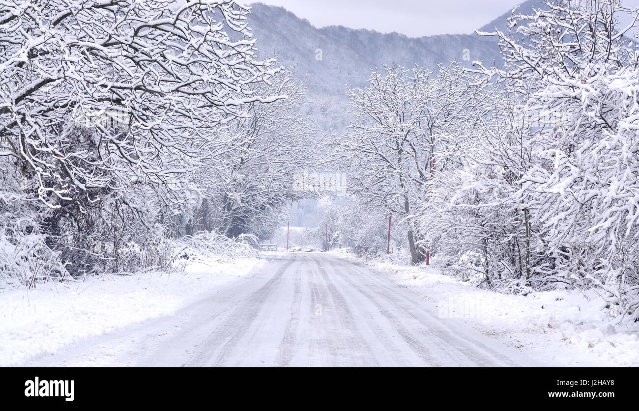Winter path with frozen trees Stock Photo - Alamy
