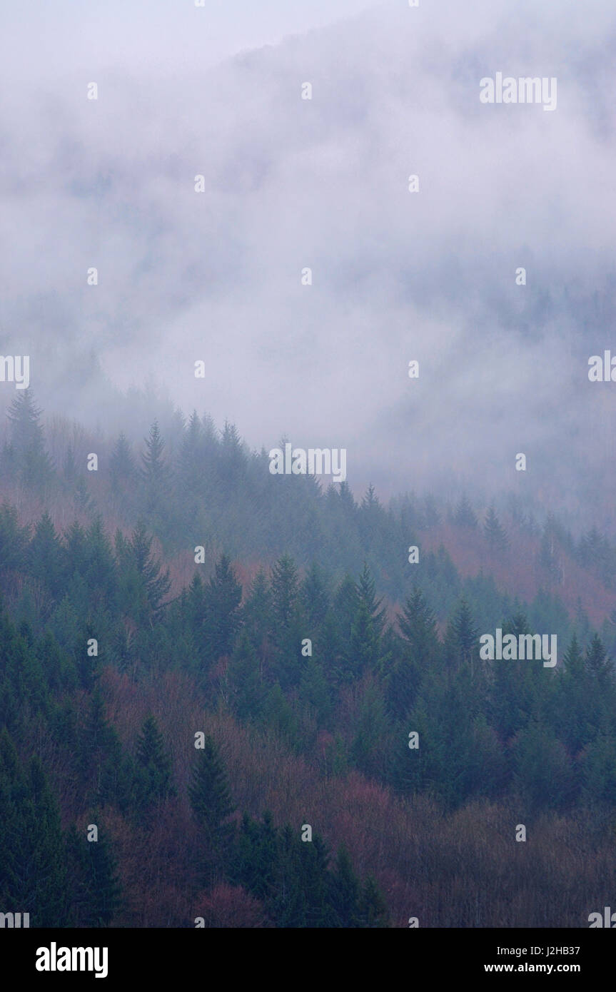 Greenland forest hi-res stock photography and images - Alamy