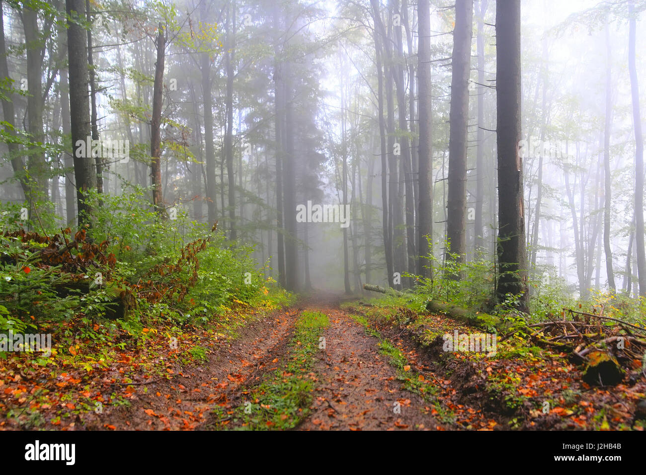 Misty summer forest. Path in forest with foliage. Foggy summer ...
