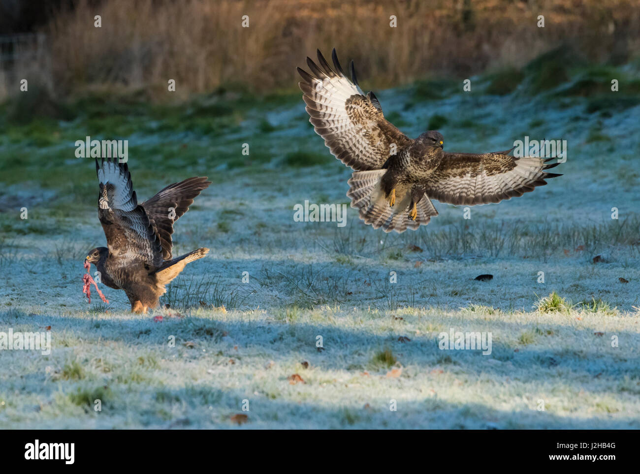 Buzzards at Gigrin Farm, Rhayader, Powys, Wales Stock Photo - Alamy