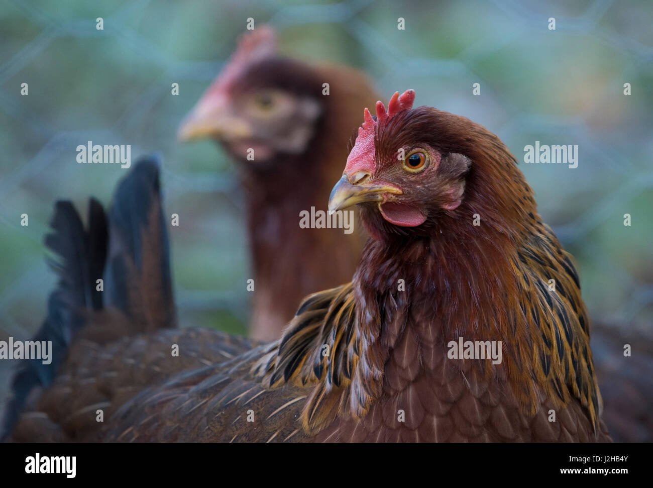Domestic chicken breed hi-res stock photography and images - Alamy