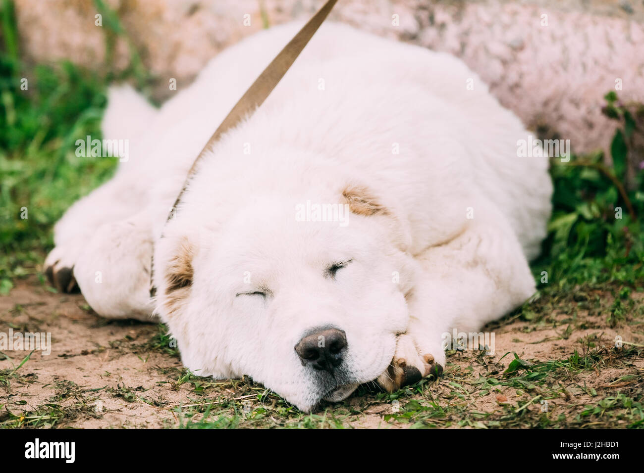 Central asian shepherd dog hi-res stock photography and images - Alamy