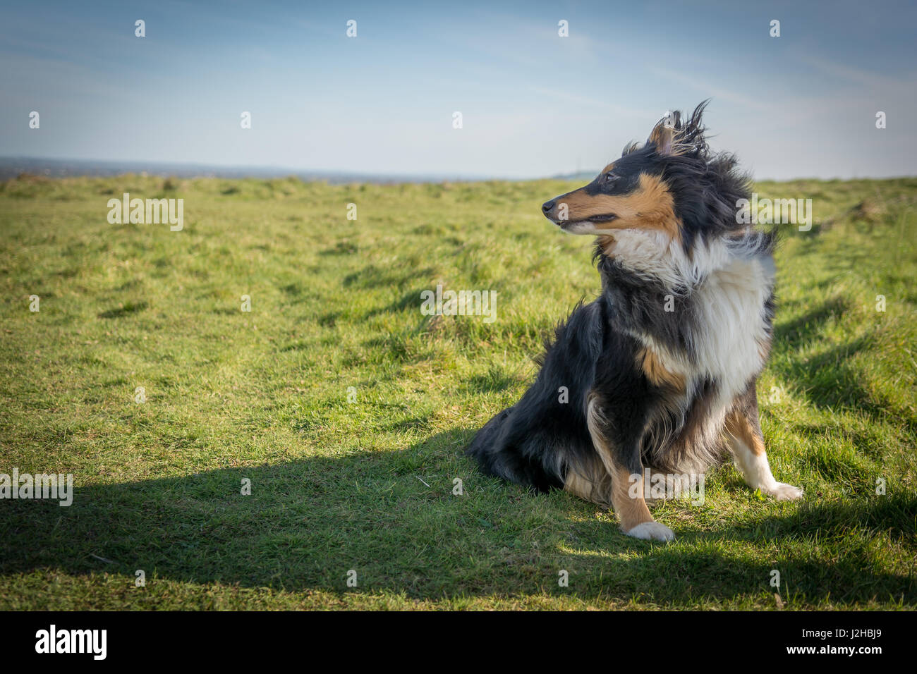 Shetland Sheepdog in the wind Stock Photo - Alamy