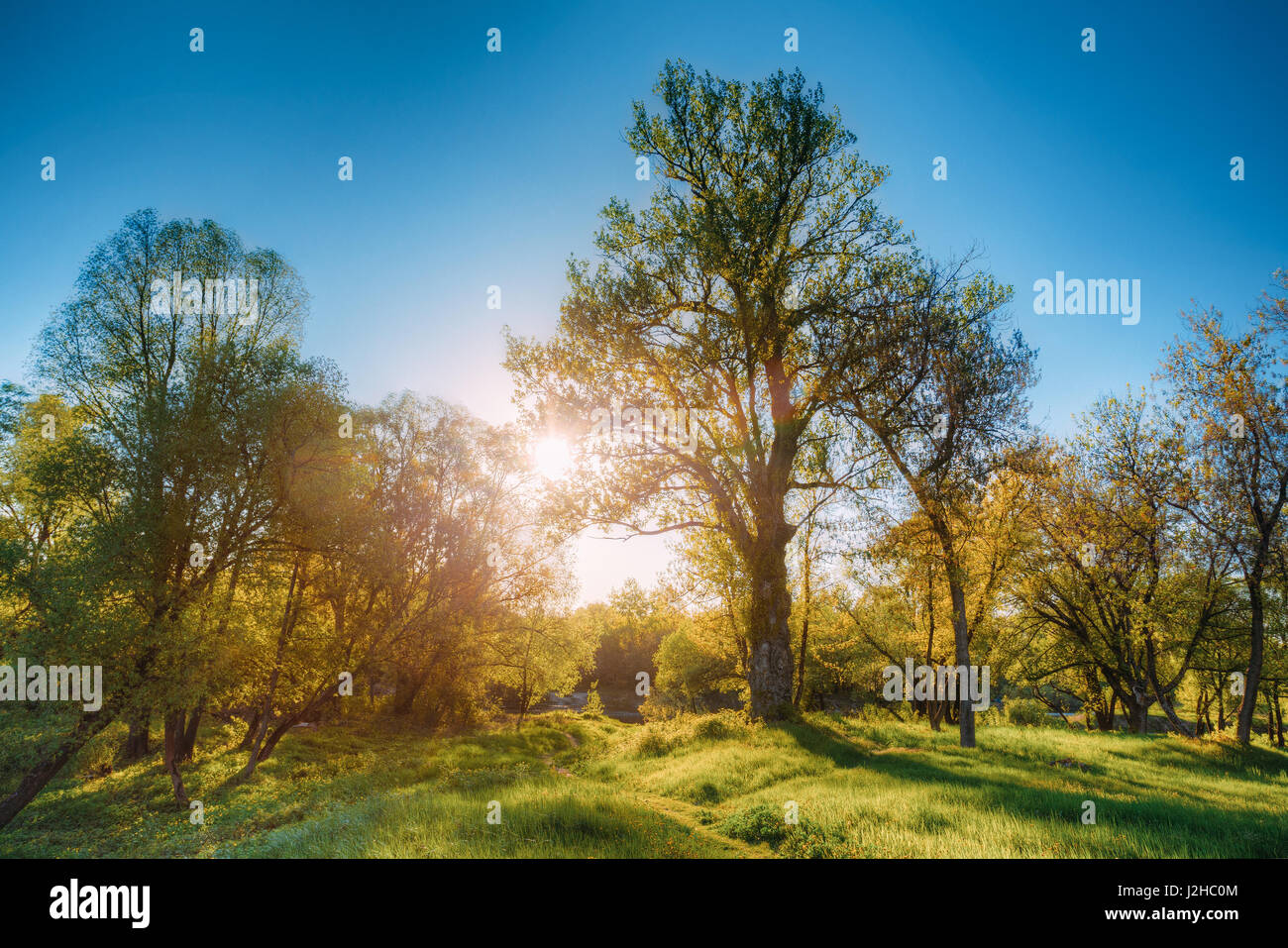 Sun Shining Through Branch And Foliage Of Oak Tree At Spring Season ...