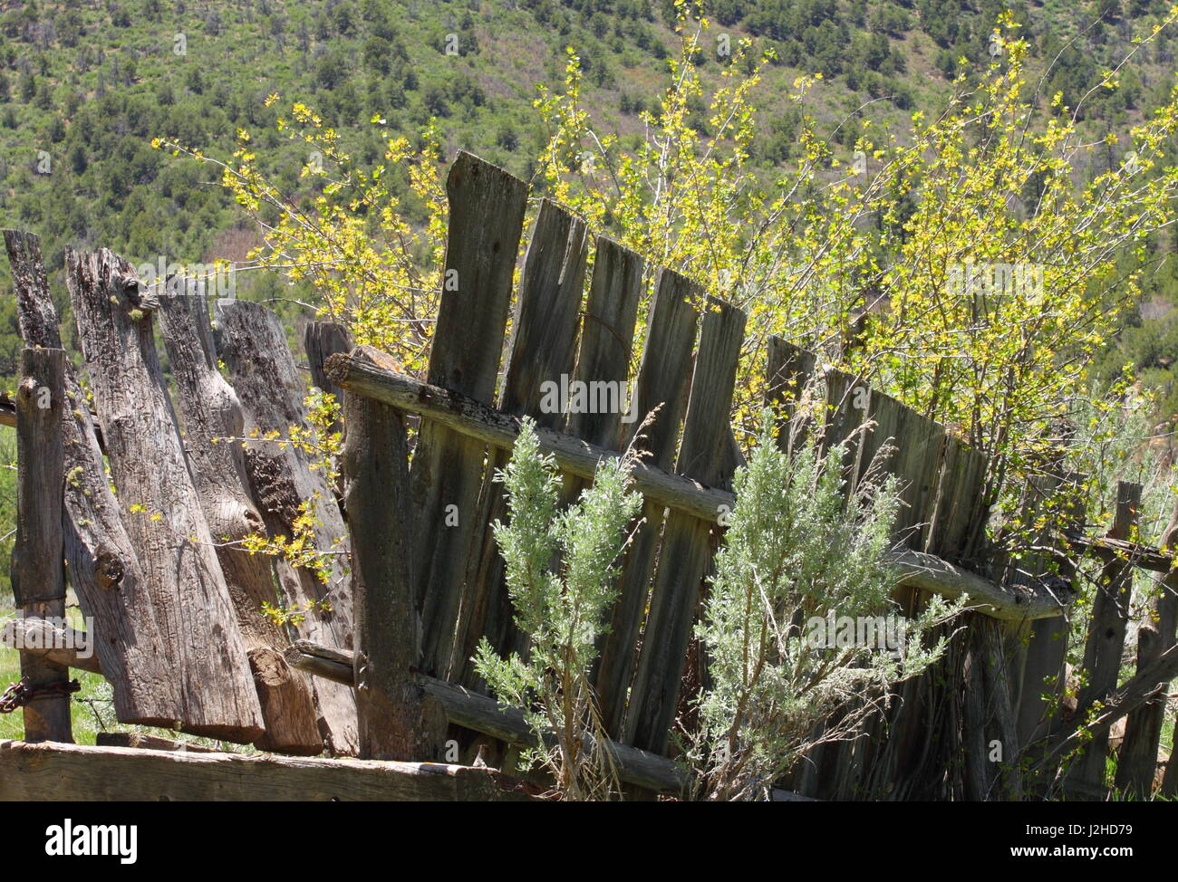 Cattle shute hi-res stock photography and images - Alamy
