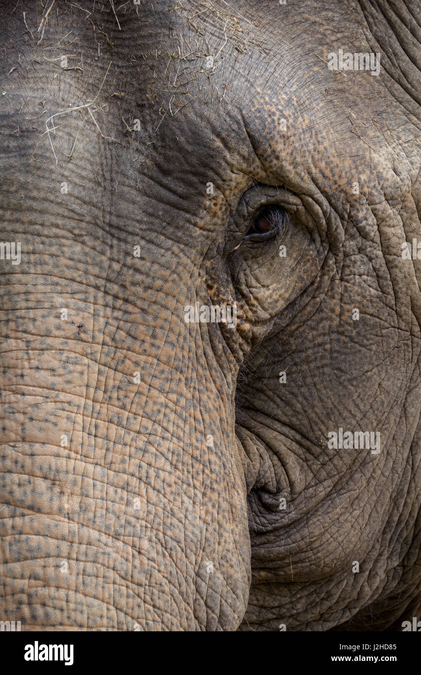 Closeup half face portrait old hi-res stock photography and images - Alamy