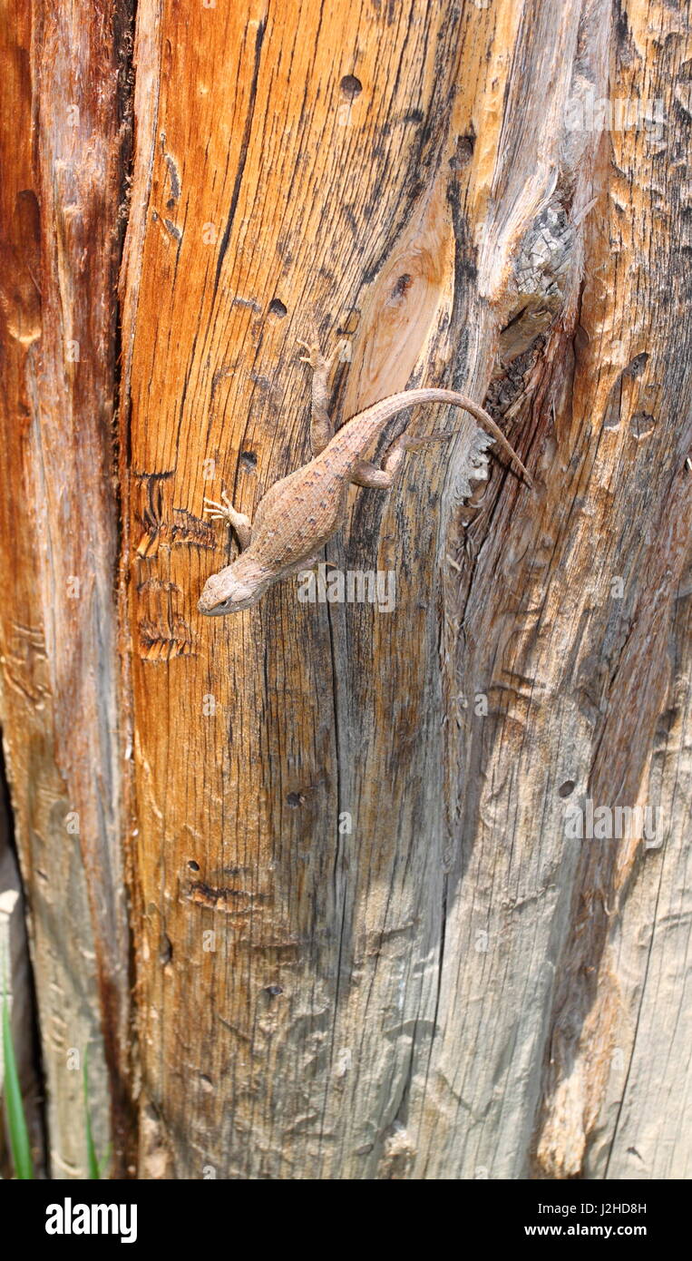 Colorado mountains near durango hi-res stock photography and images - Alamy