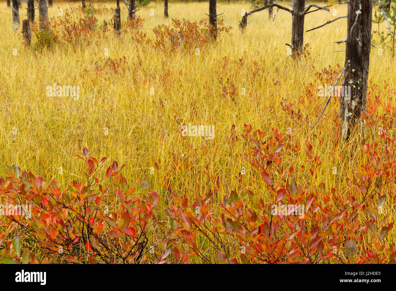 Grasses and Blueberry foliage in fall, Upper Peninsula of Michigan ...
