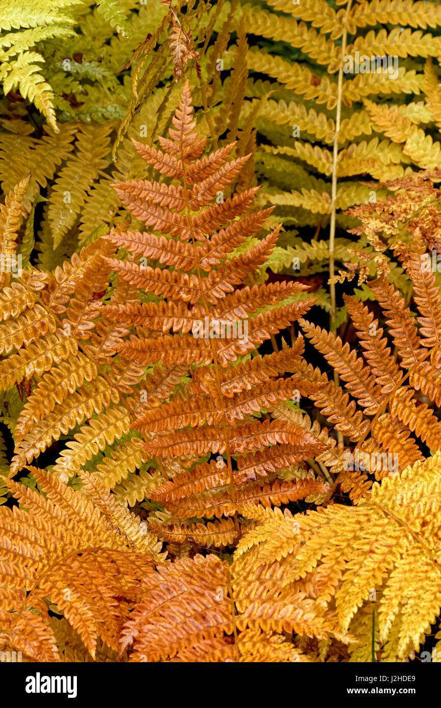 Ferns in autumn colors, Hiawatha National Forest, Upper Peninsula of ...