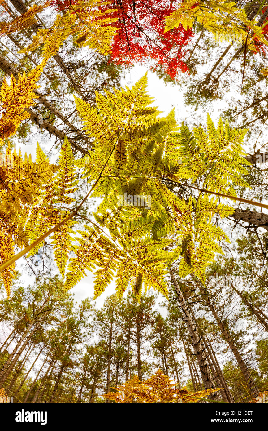 Forest floor view skyward beneath ferns hi-res stock photography and ...