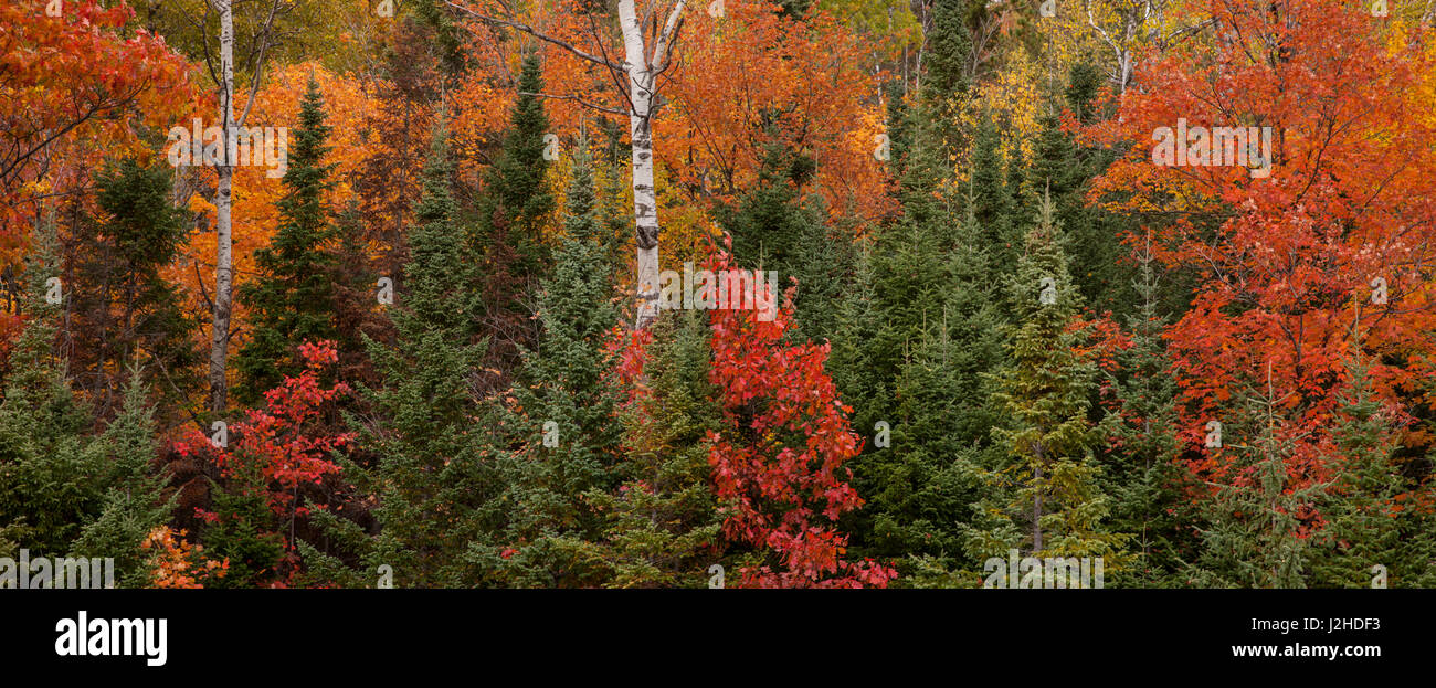 USA, Michigan, Upper Peninsula. Evergreens and red maple trees in ...