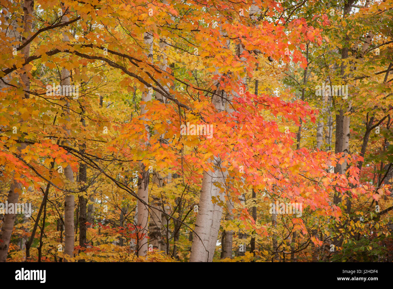 USA, Michigan, Upper Peninsula. Red maple trees in autumn color. Credit ...