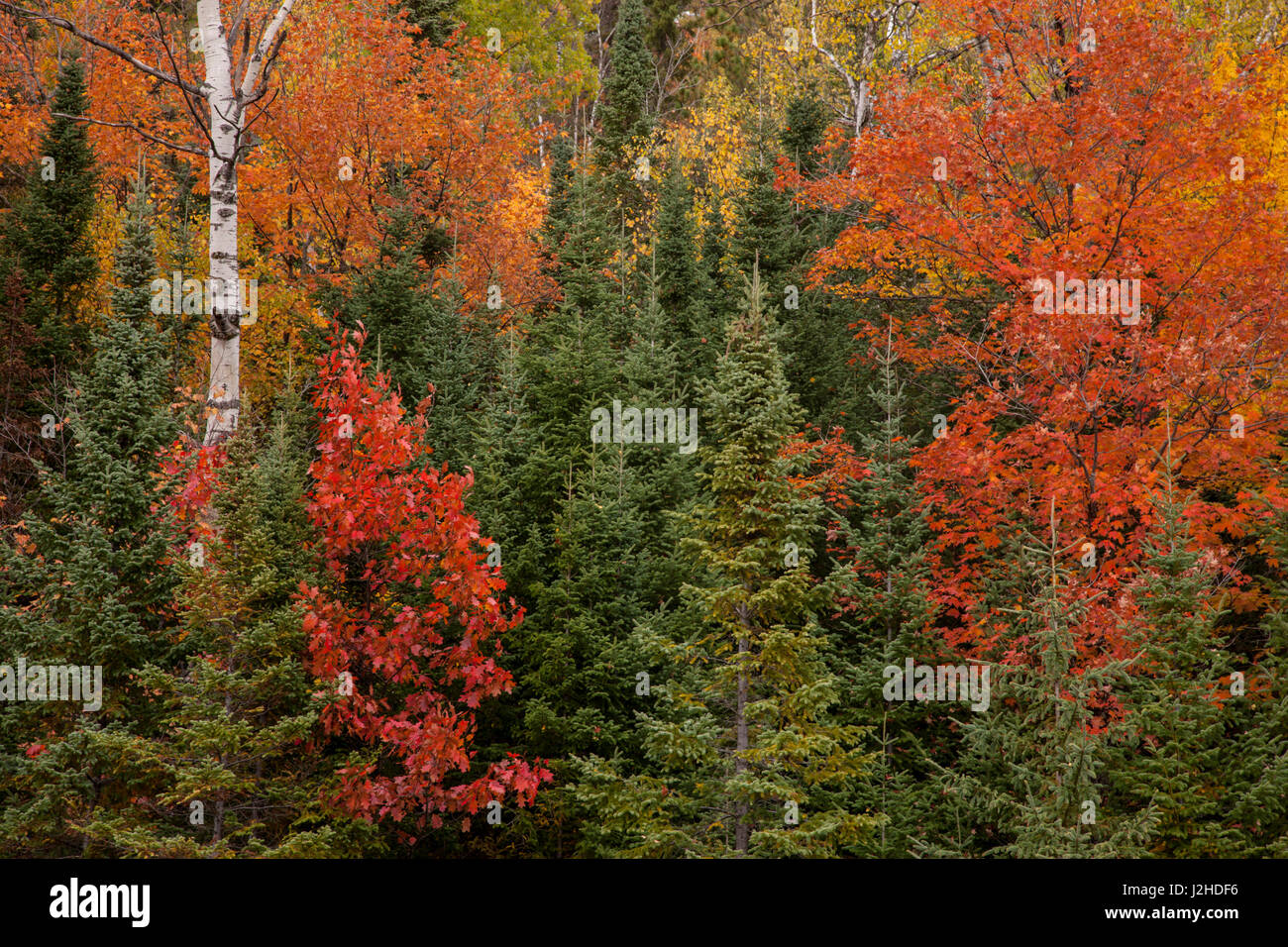 Maple Forest Michigan