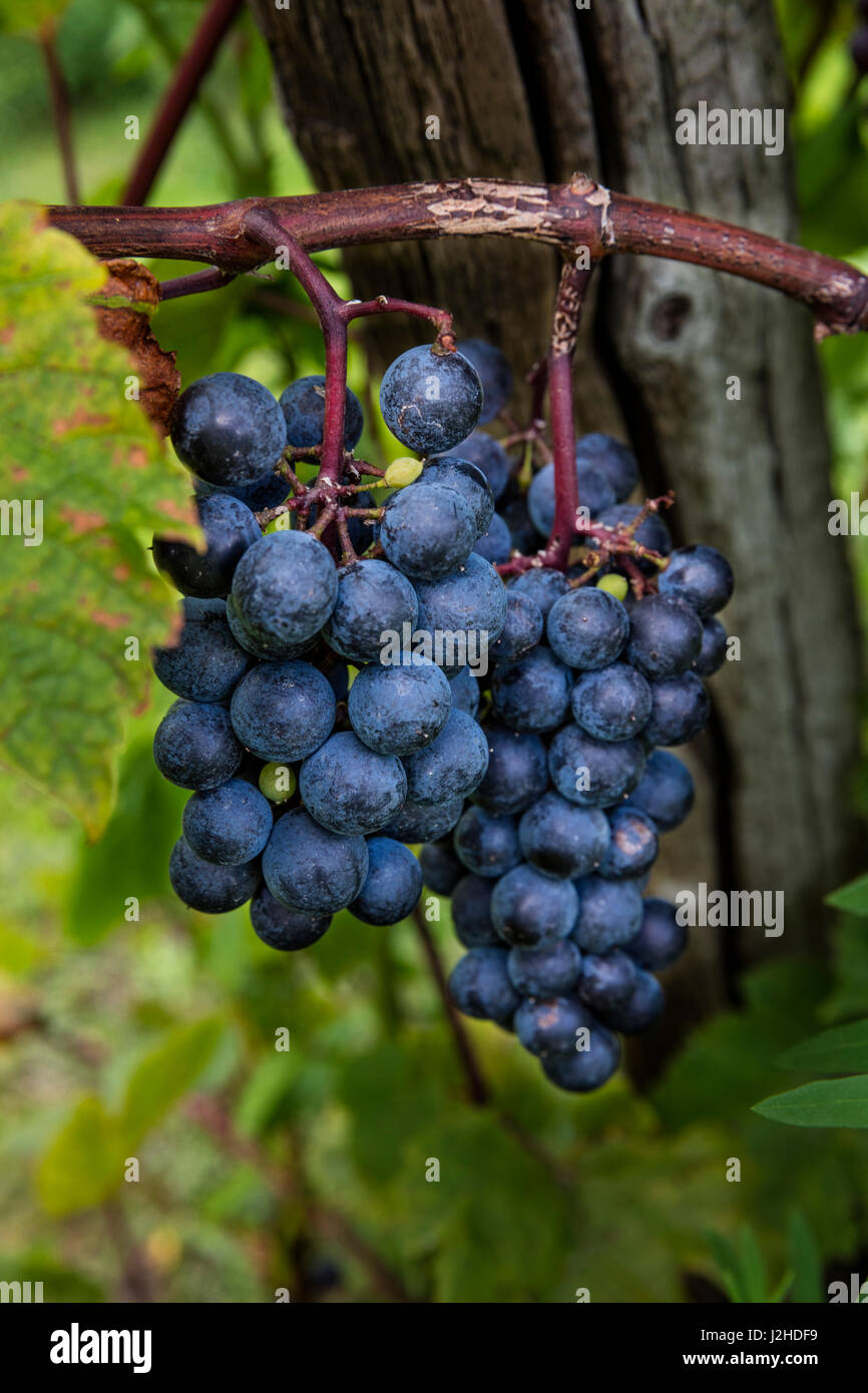 Michigan vineyard hi-res stock photography and images - Alamy