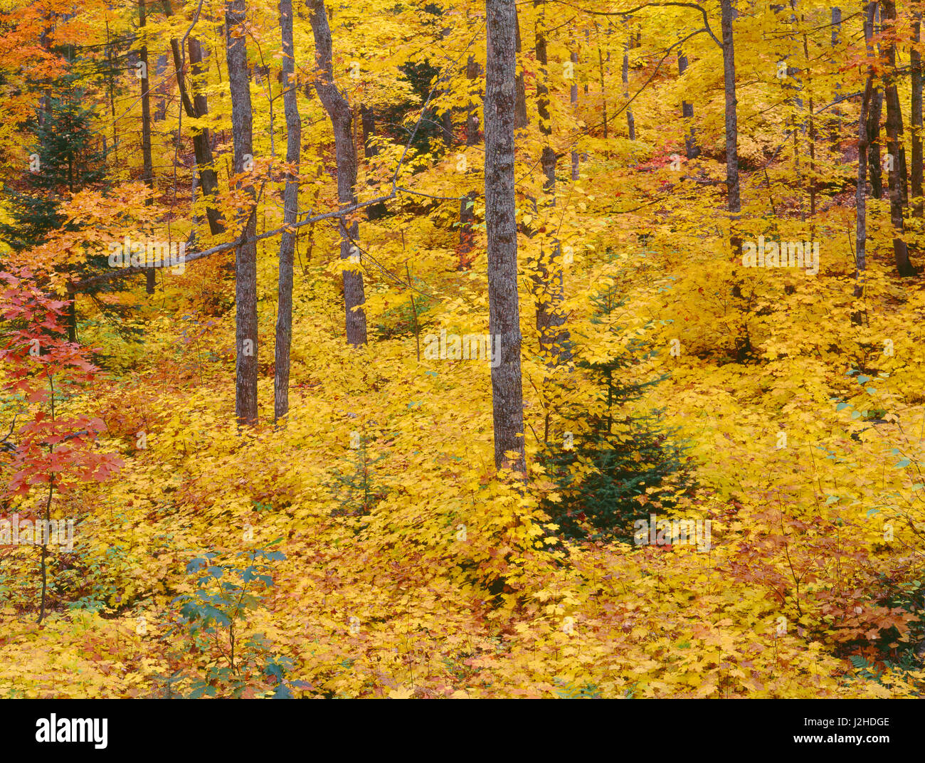 USA, Michigan, Keweenaw Peninsula, Autumn color of sugar maple ...