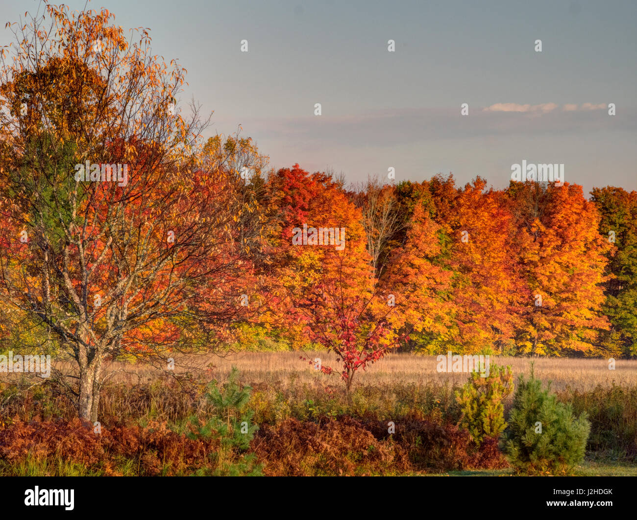 USA, Michigan, Upper Peninsula. Fall colors in Hiawatha National Forest ...