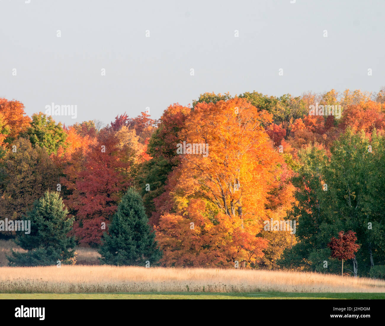 USA, Michigan, Upper Peninsula. Fall colors in Hiawatha National Forest ...