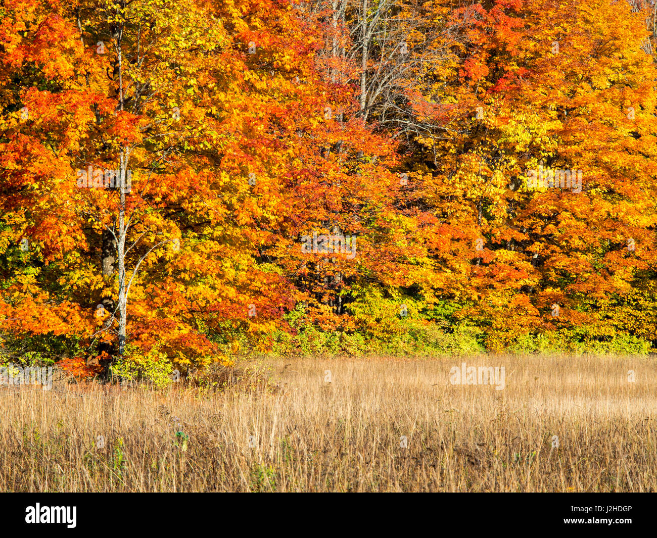 USA, Michigan, Upper Peninsula. Fall colors in Hiawatha National Forest ...
