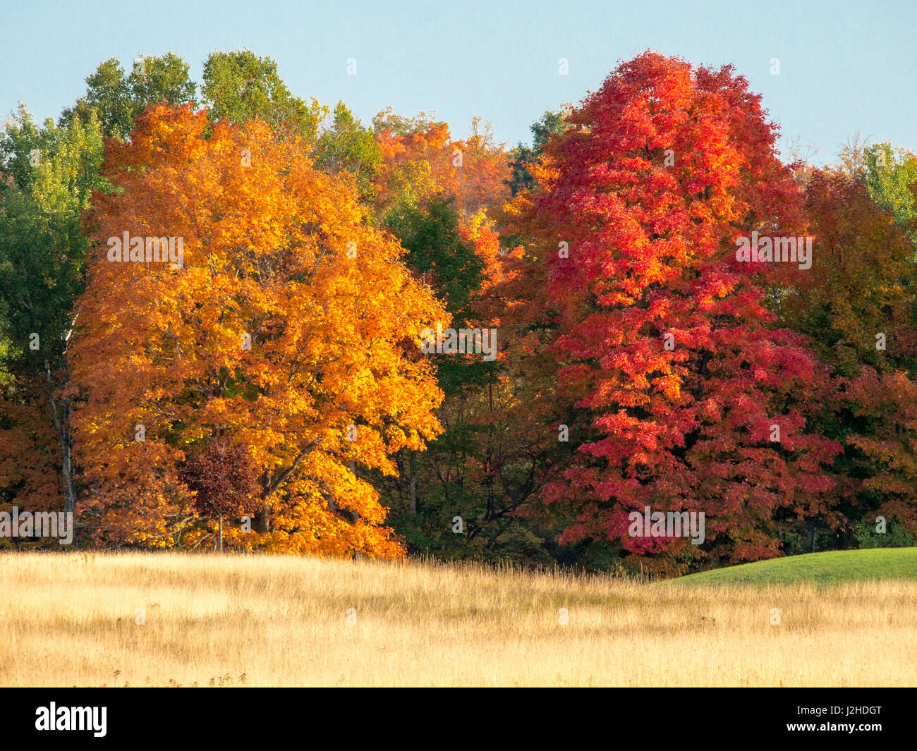 USA, Michigan, Upper Peninsula. Fall colors in Hiawatha National Forest ...