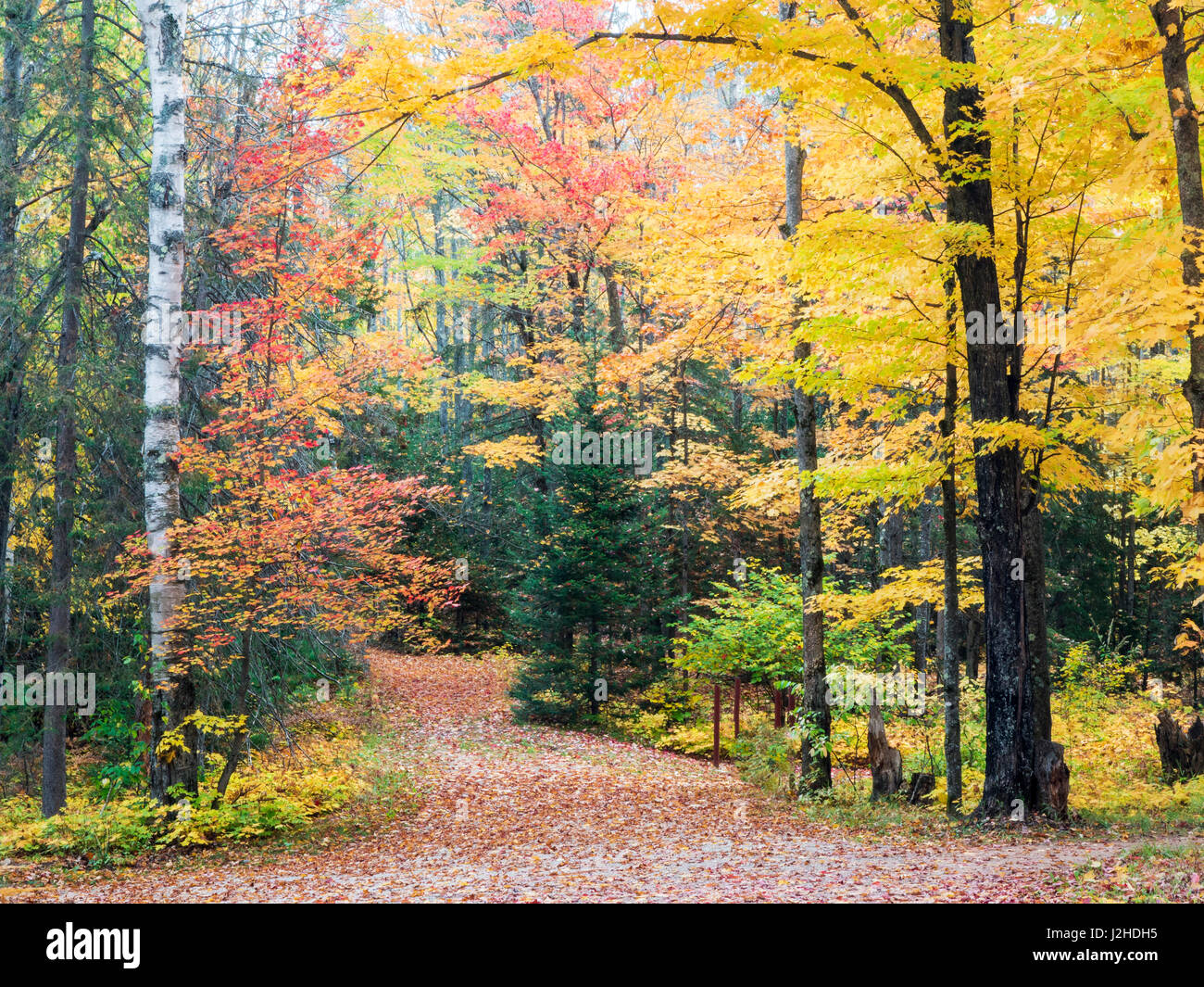 USA, Michigan, Upper Peninsula. A path in a colorful autumn forest in ...