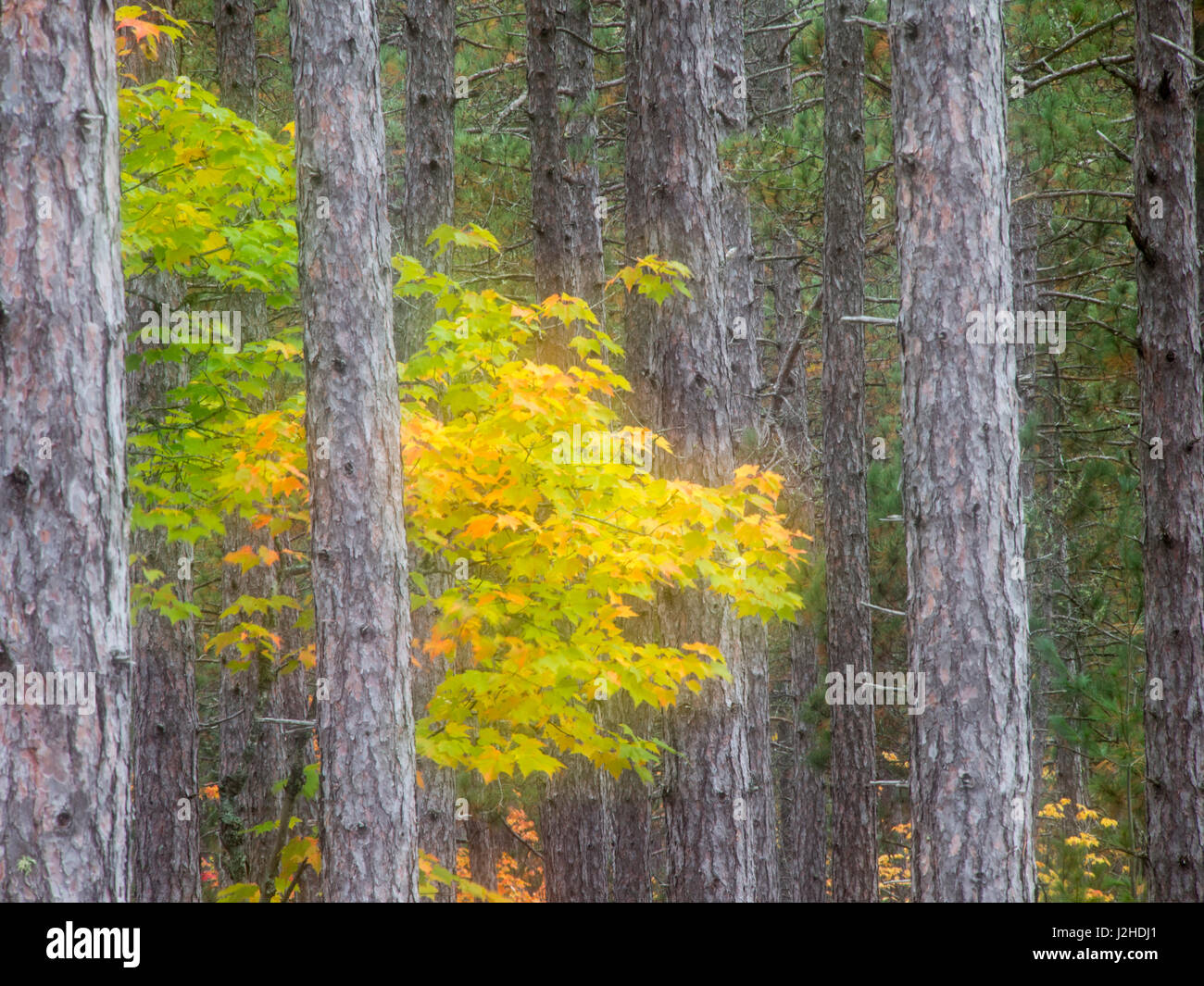USA, Michigan, Upper Peninsula. Fall foliage and pine trees in the ...